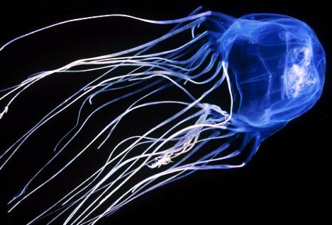 Hydrostatic Skeleton Jellyfish